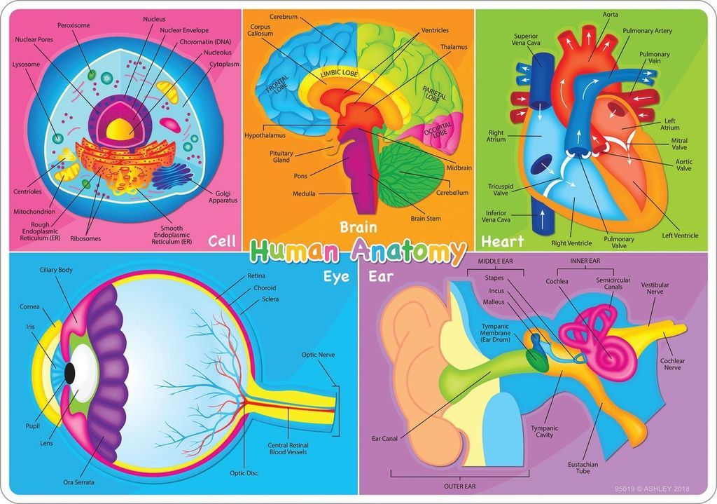 24 Bulk Smart Poly Learning Mat 12 inch x 17 inch, DoublE-Sided, Human ...